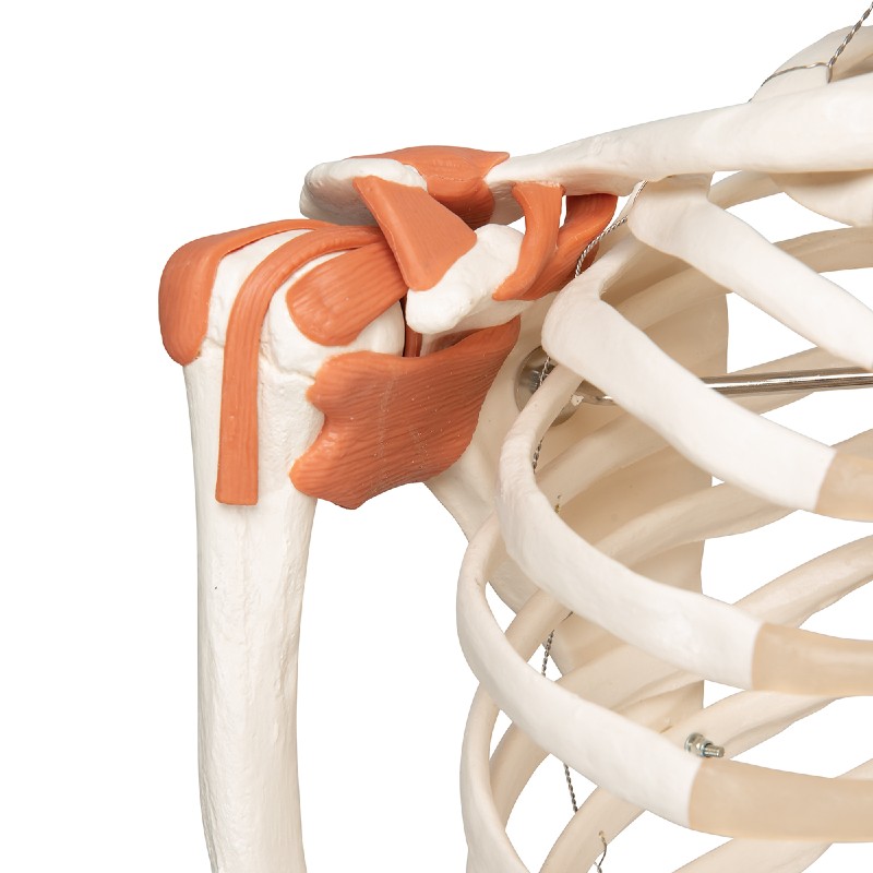 'Leo' Skeleton Model w/ Ligaments & Stand | Health and Care